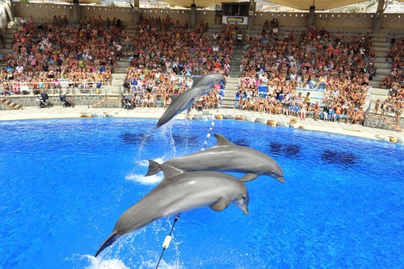 Costa Adeje: Aqualand Water Park Ticket with Dolphin Show - The Unique Appeal of the Dolphin Show