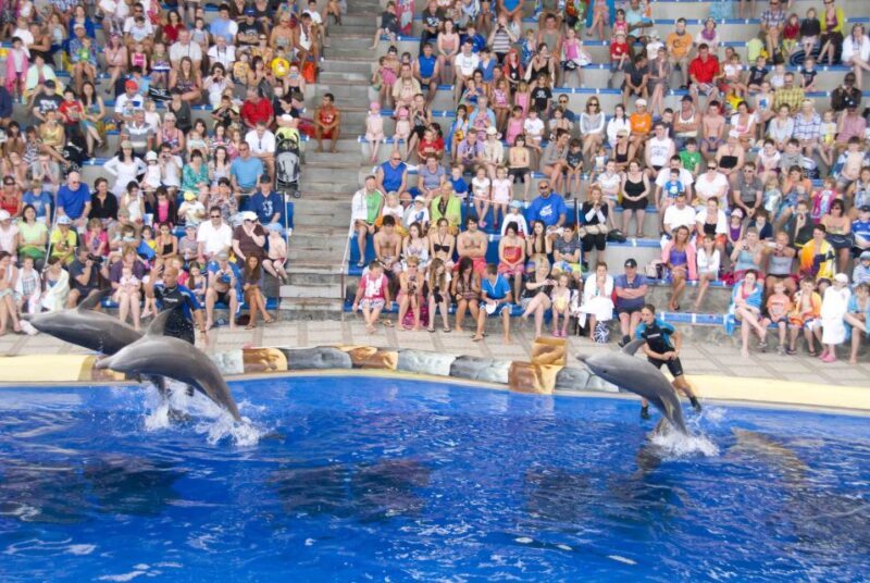 Costa Adeje: Aqualand Water Park Ticket with Dolphin Show - Value and Price Analysis