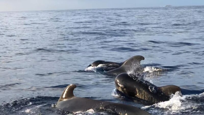 Costa Adeje: Whale and Dolphin Cruise with Food and Pickup - The Catamaran Experience – The Voyage Begins