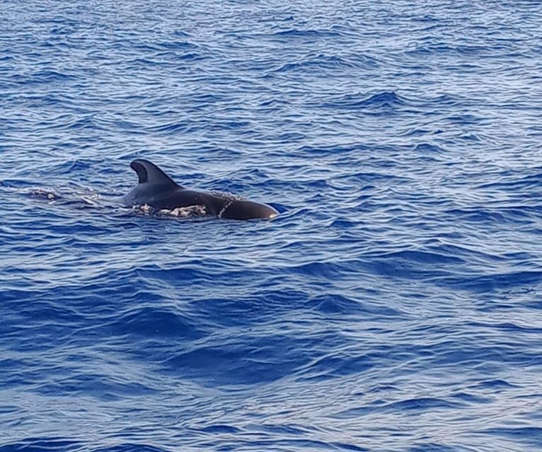 Costa Adeje: Whale and Dolphin-Watching Boat Excursion - Introduction