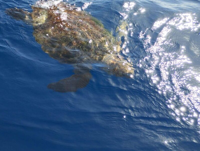 Costa Adeje: Whale and Dolphin-Watching Boat Excursion - Practical Tips