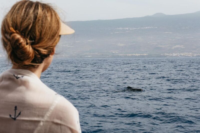 Costa Adeje: Whale & Dolphin Eco-Cruise with Snacks & Drinks - Costa Adeje: Whale & Dolphin Eco-Cruise with Snacks & Drinks — A Detailed Review