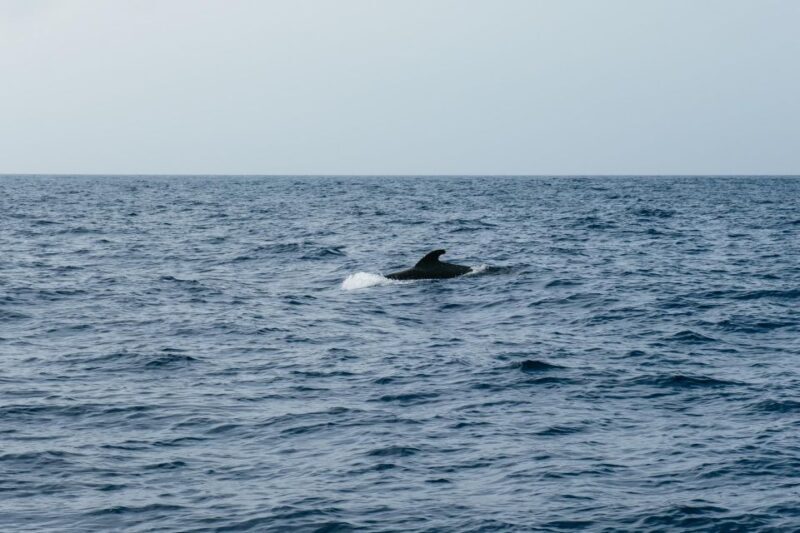Costa Adeje: Whale & Dolphin Eco-Cruise with Snacks & Drinks - Practical Tips & What to Bring