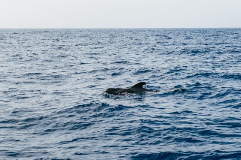 Costa Adeje: Whale & Dolphin Eco-Cruise with Snacks & Drinks - Final Thoughts: Is This Tour Worth Your Time?