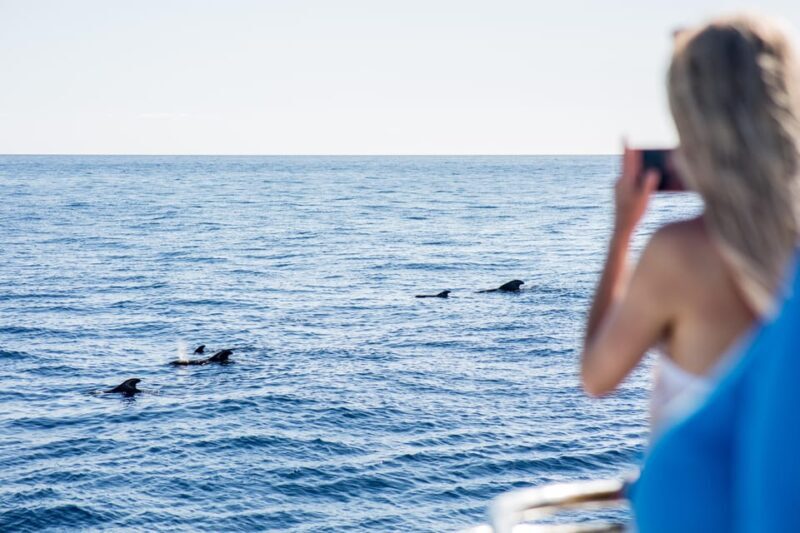Costa Adeje: Whale & Dolphin Submarine Vision Mini Cruise - An In-Depth Look at the Experience