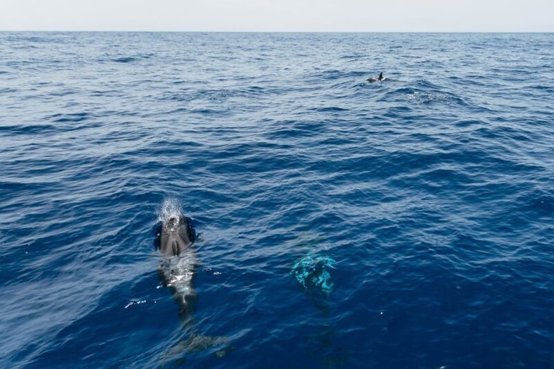 Costa Adeje: Whale Watching Catamaran Tour with Drinks - Key Points