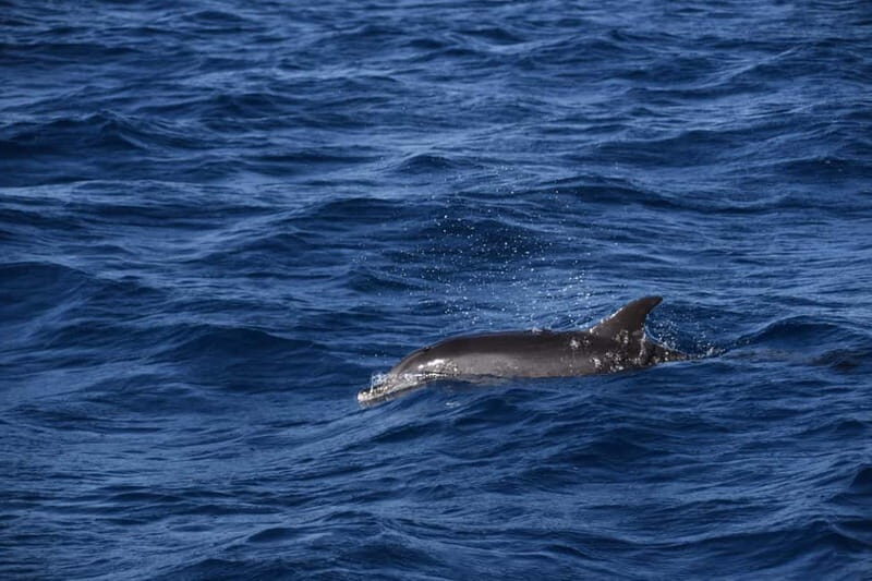 Costa Calma: Fuerteventura Dolphin Watching Boat Tour - Key Points