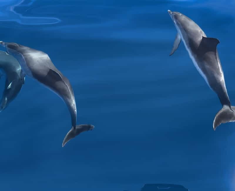 Costa Calma: Fuerteventura Dolphin Watching Boat Tour - An Honest Look at the Experience