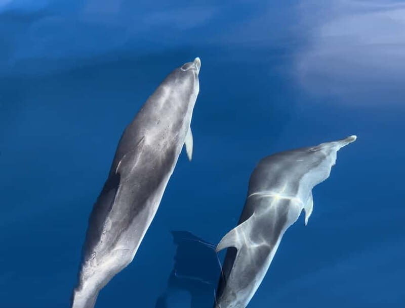 Costa Calma: Fuerteventura Dolphin Watching Boat Tour - The Itinerary in Detail