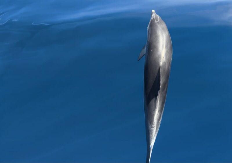 Costa Calma: Fuerteventura Dolphin Watching Boat Tour - Authentic Experiences and Tips