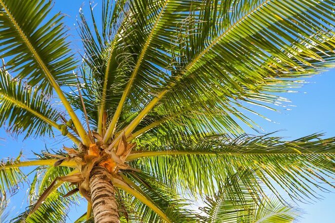 Costa Maya Chacchoben Mayan Ruins & Mexican Lunch at the Beach - Transportation and Practical Details