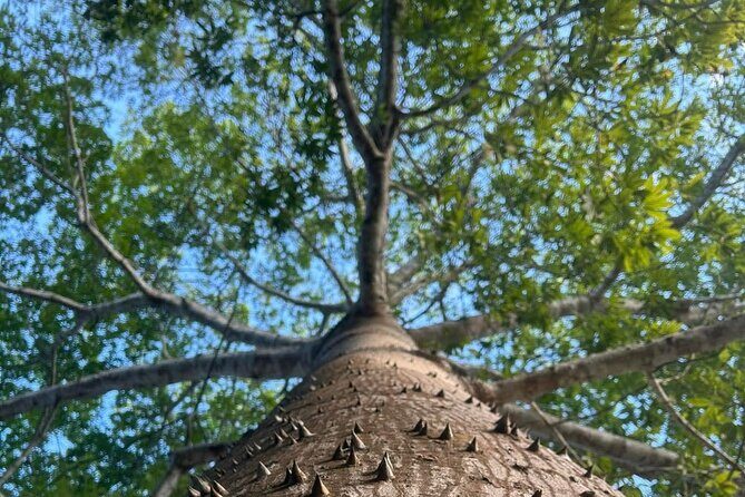 Costa Maya Chacchoben Ruins and the Fruit Market - The Experience: How It Feels in Practice
