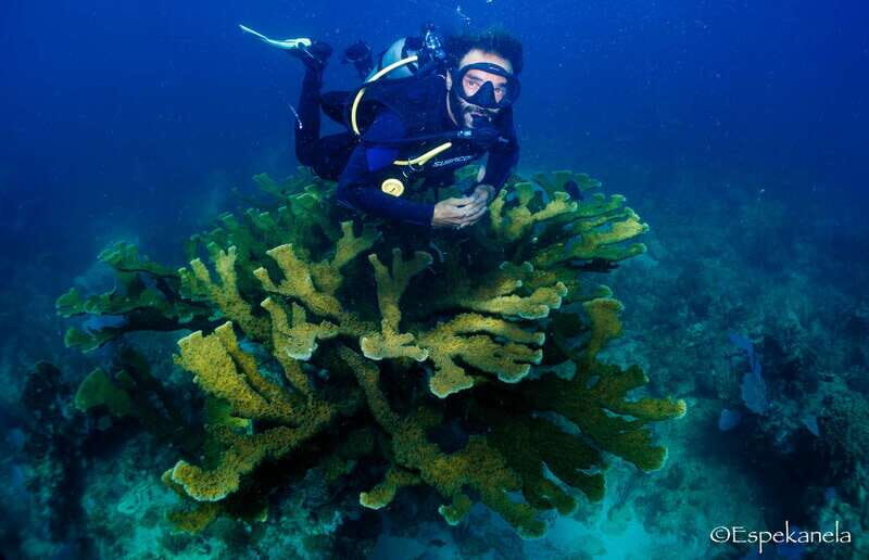Costa Maya: Discover Scuba Diving Reef Experience - Introduction: What It’s All About