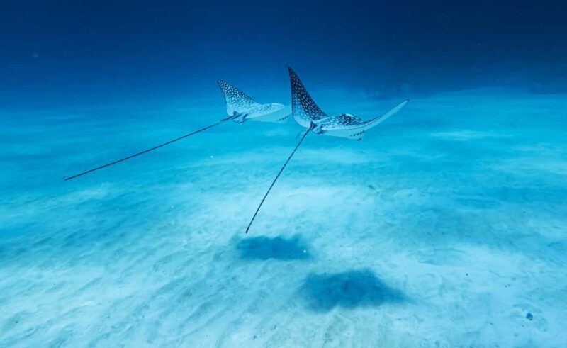 Costa Maya: Discover Scuba Diving Reef Experience - The Value of This Experience