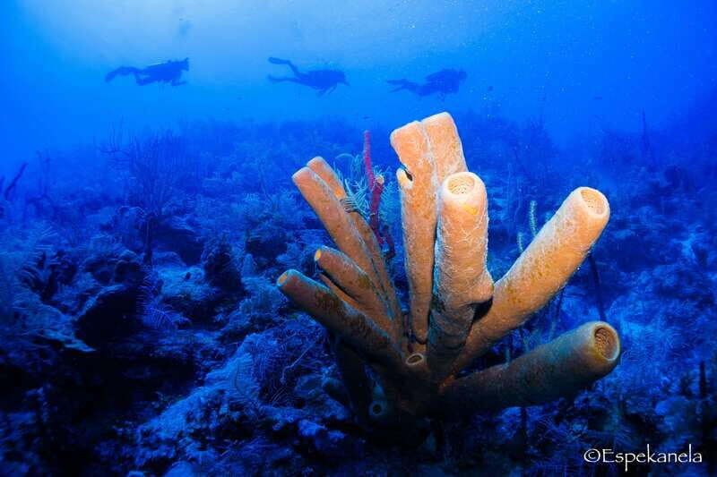 Costa Maya: Discover Scuba Diving Reef Experience - Who Should Consider This Tour?