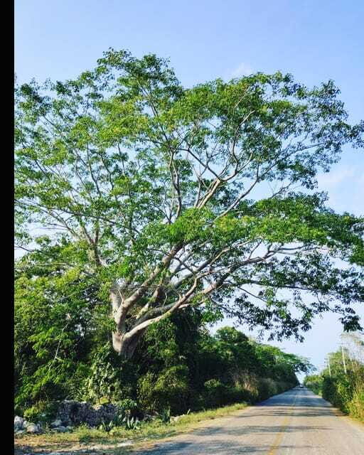 Costa Maya: Mayan ruins and jungle - The Sum Up