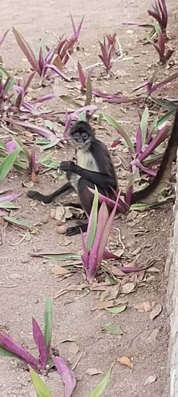 Costa Maya Port: Chacchoben Mayan Temples, crossing the Pineapple Town - Flora, Fauna, and the Environment