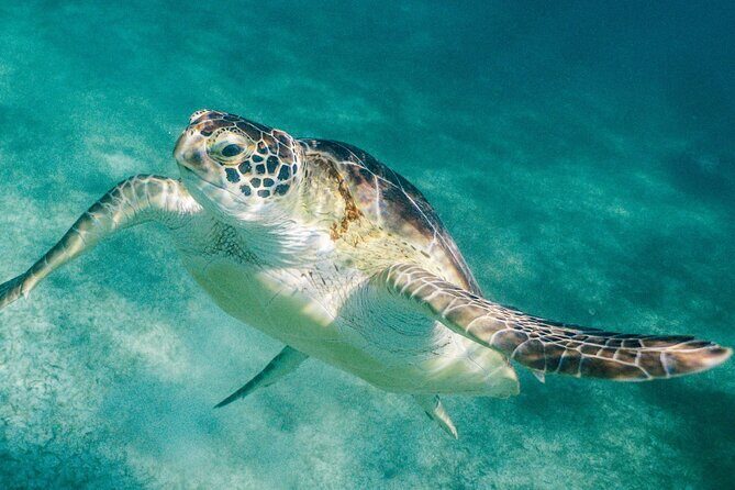 Costa Maya Snorkel Tour - An In-Depth Look at the Costa Maya Snorkel Tour