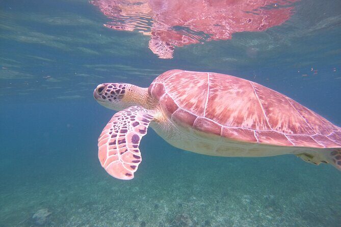 Costa Maya, snorkeling on the reef with fish, looking for turtles - Who Will Love This Tour?