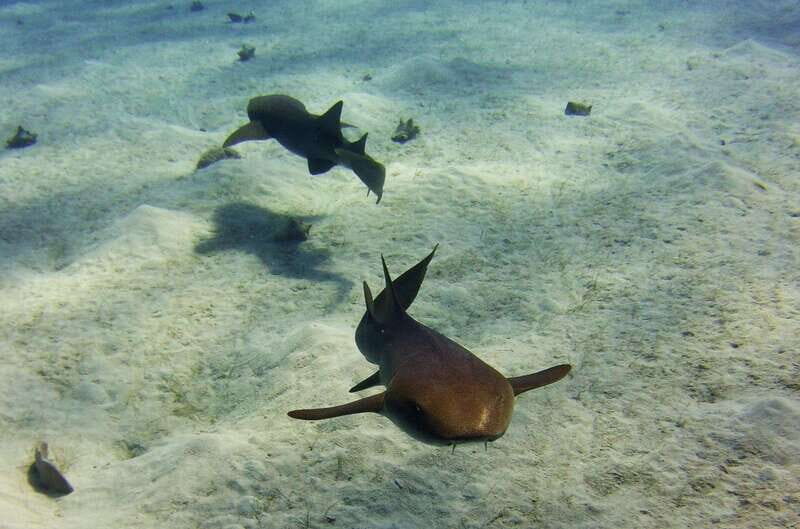 Costa Maya: Two Tank Fun Dive for Certified Divers - Exploring the Mahahual Reef: An Underwater Paradise