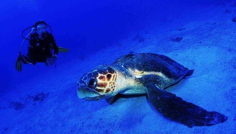 Costa Maya: Two Tank Fun Dive for Certified Divers - Detailed Itinerary Breakdown
