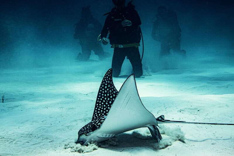 Costa Maya: Two Tank Fun Dive for Certified Divers - Practical Considerations
