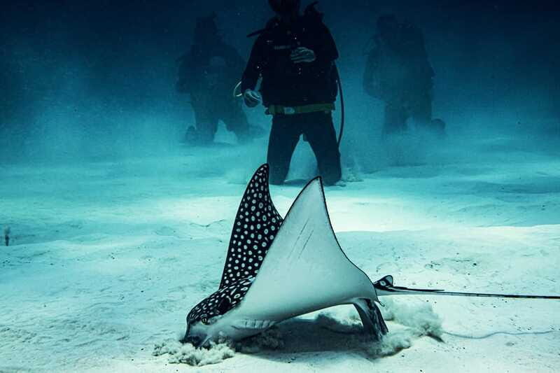 Costa Maya: Two Tank Fun Dive for Certified Divers - The Sum Up
