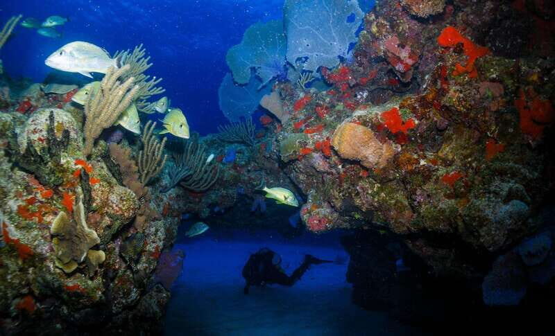 Costa Maya: Two Tank Fun Dive for Certified Divers - FAQ
