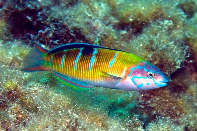Costa Teguise: Guided 2-hour Snorkeling Tour for all levels - Why Choose This Snorkeling Tour in Costa Teguise?