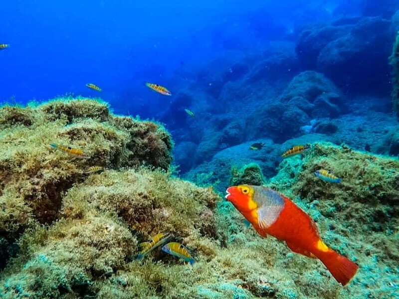 Costa Teguise: Guided 2-hour Snorkeling Tour for all levels - Equipment and Safety: Built for Confidence