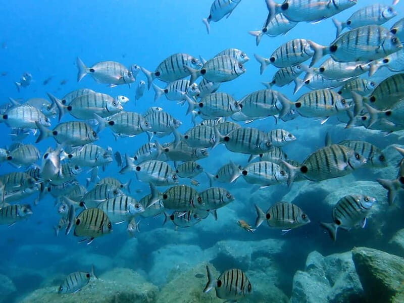Costa Teguise: Guided 2-hour Snorkeling Tour for all levels - The Experience from a Travelers Perspective
