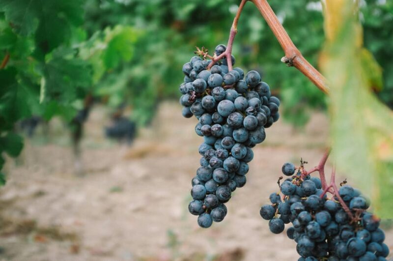 Côte de Beaune Half-Day Wine Tour from Dijon - Key Points