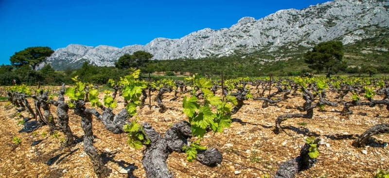 Coteaux d'Aix: Ste Victoire Wine Tour & Cezanne route - A Journey Through the Vineyards