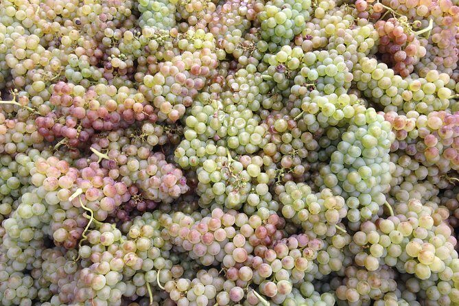 Cotes du Rhone Wine Tour (9:00 am to 5:15 pm) - Small Group Tour from Lyon - Lunch: An Authentic Experience, if Not Included