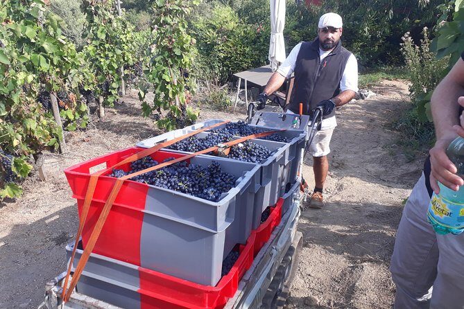 Cotes du Rhone Wine Tour (9:00 am to 5:15 pm) - Small Group Tour from Lyon - Afternoon: The Viognier and More