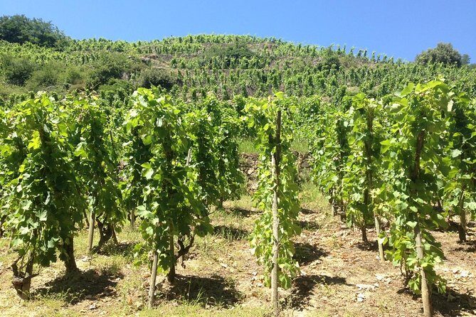 Cotes du Rhone Wine Tour (9:00 am to 5:15 pm) - Small Group Tour from Lyon - End of the Day: Returning to Lyon