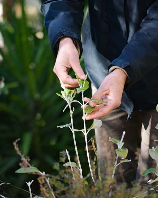 Cotignac: Botanical walk with a herbalist - Key Points
