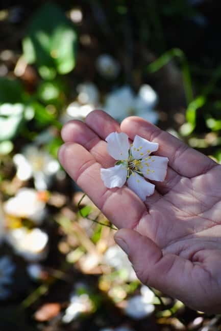 Cotignac: Botanical walk with a herbalist - Final Summary