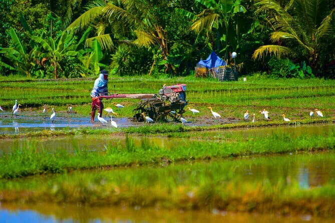 Countryside and Rice Fields Walking Guided Tour in Ubud - A Closer Look at the Itinerary: What You Can Expect