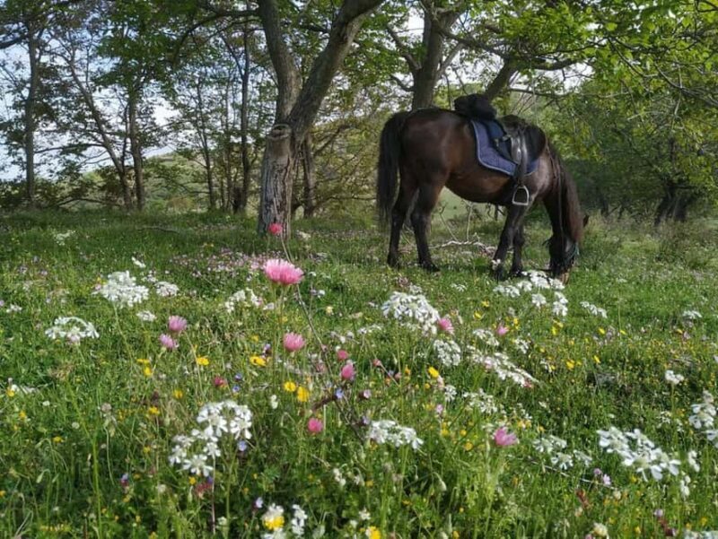 Countryside Horseback Ride in Gjinofshat - Key Points