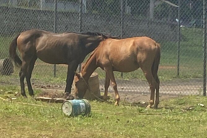 Countryside Horseback Riding in Hills of Trelawny - Introduction