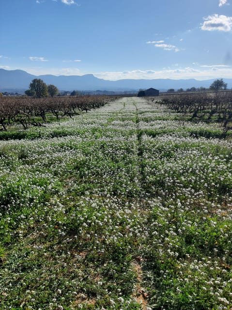 Countryside Immersion with Horseback Ride in Sainte Victoire - Final Thoughts: Is It Worth It?