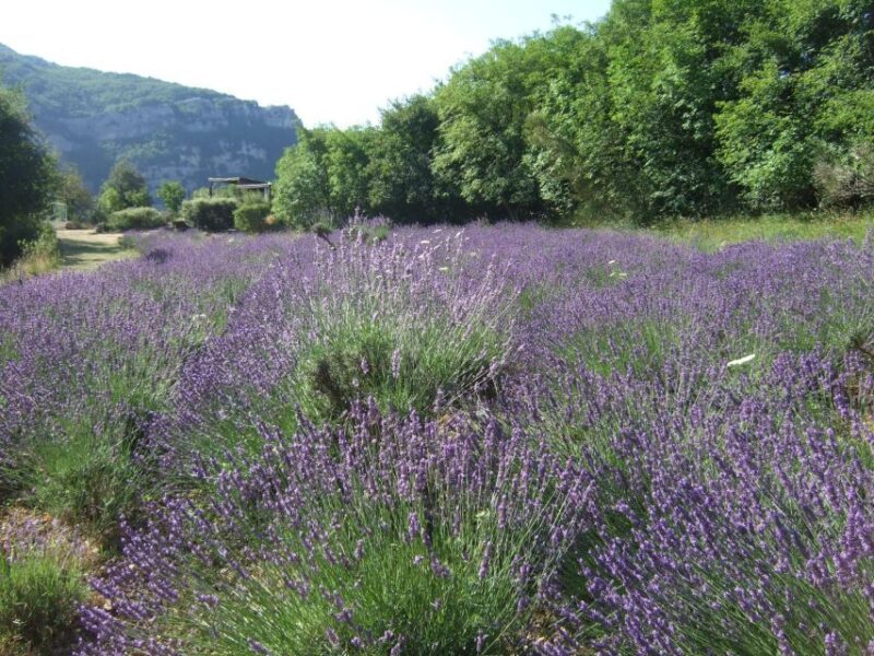 Countryside, Medieval Village and Lake Private Guided Tour - Perfume Making in Grasse
