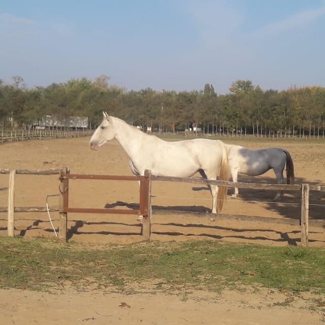Countryside ranch, horse show & lunch - FAQ