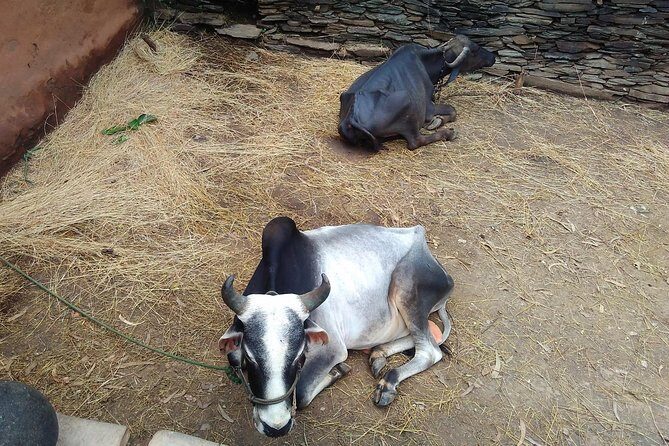 Countryside Village Tour- an authentic village visit - FAQ