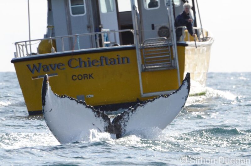 County Cork: Whale & Dolphin Watching Boat Trip - Key Points