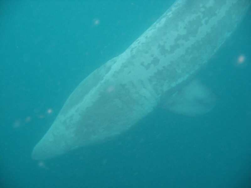 County Cork: Whale & Dolphin Watching Boat Trip - The Sum Up
