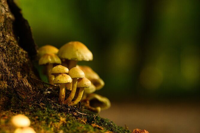 Courtown Woodland Guided Tour - The Sum Up