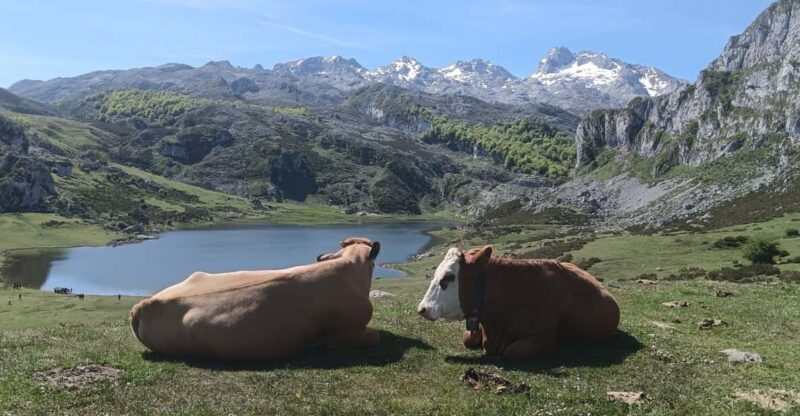 Covadonga y Cascos Históricos Cangas de Onís y Lastres - The Sum Up: Who Will Love This Tour?