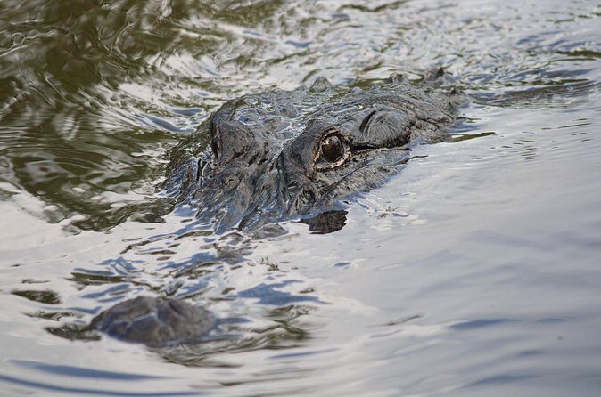 Covered Boat Swamp Tour with Transportation from New Orleans - FAQ
